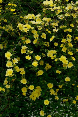 Life Is Not a Bed of Roses: Rosa Ecae Golden Chersonese