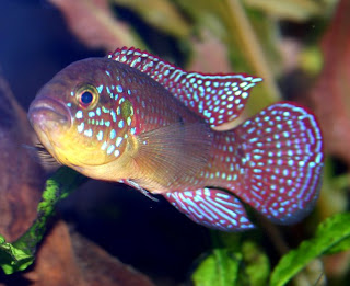 Aqua Gold: Jewel Fish