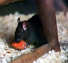Macam-macam Tikus