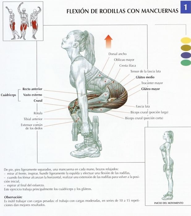 FISIOESPACIO PILATES: LOS MÚSCULOS DE LA RODILLA