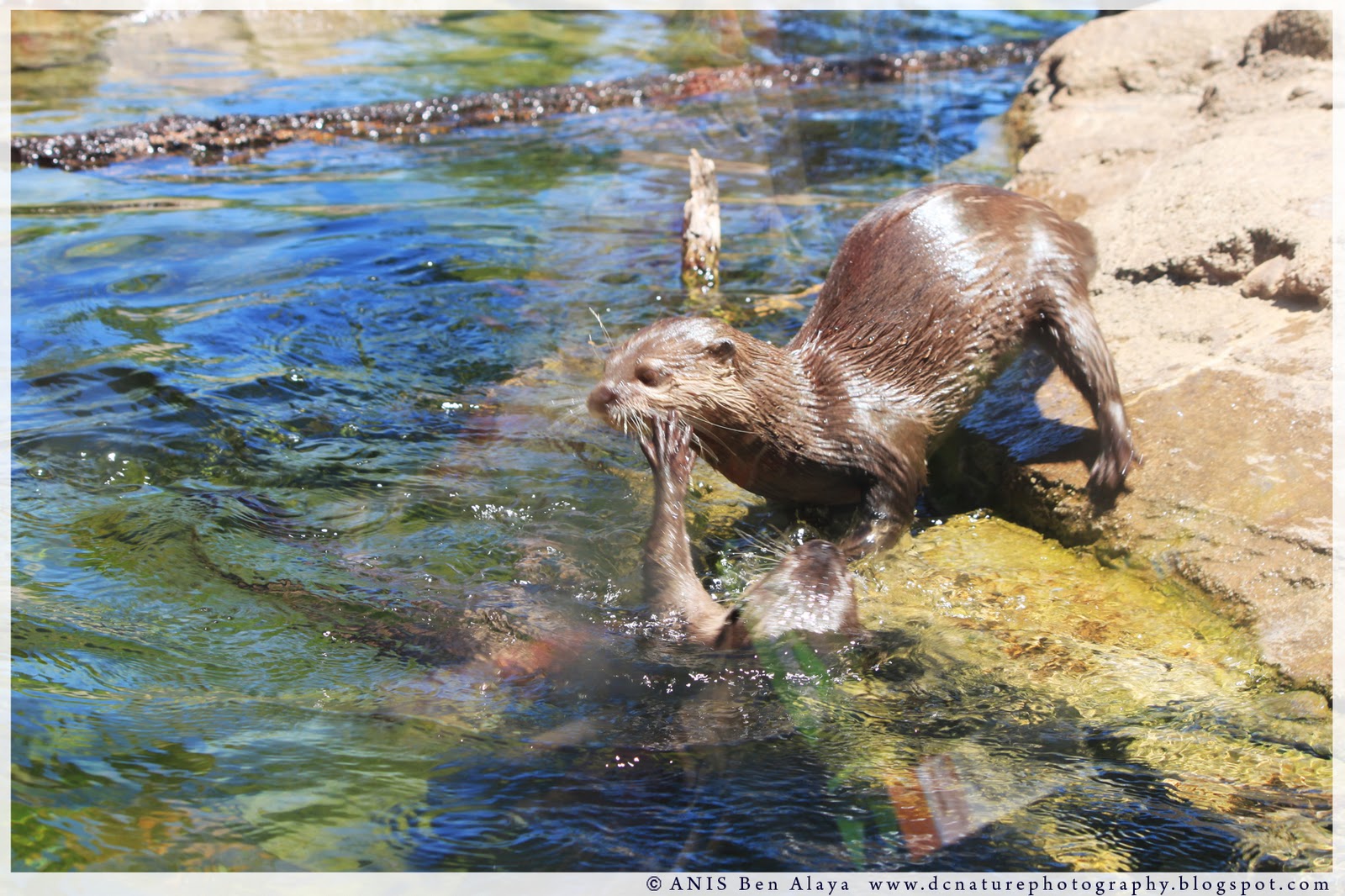 Washington DC Photography: Washington DC National Zoo