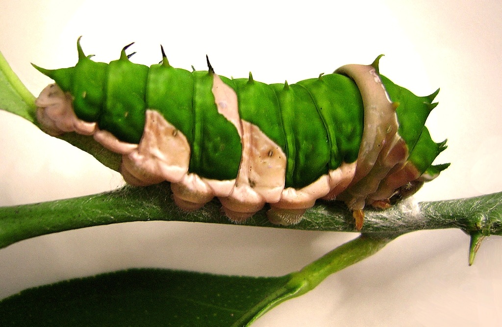 KJ - Kaye and Jose - Amazing Photos: Fat Caterpillar