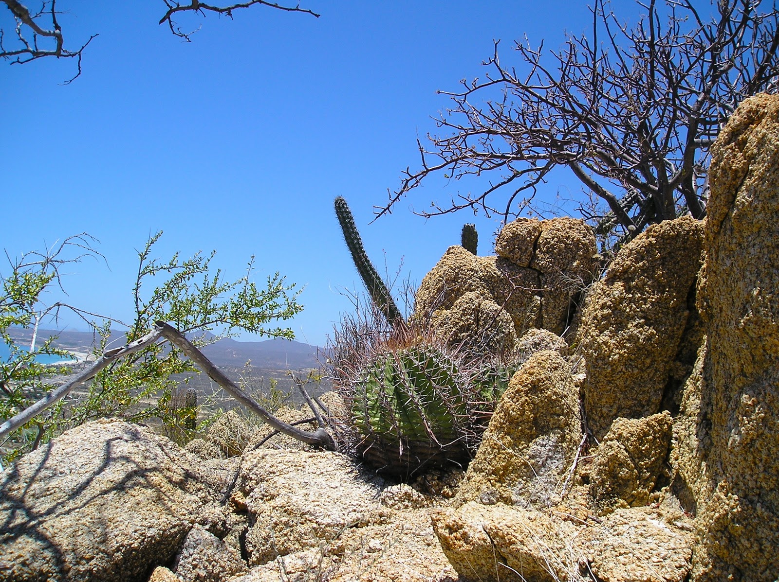 IMAGE AND THOUGHT: Baja California, A Day In the Desert