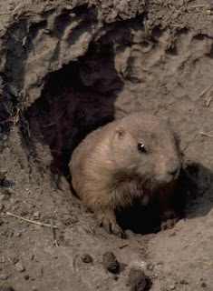 virdz educ blog: Some Animals Live in the Ground