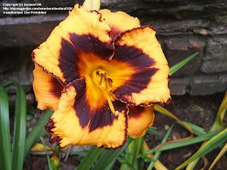 Lilies of The Clear Fork Valley