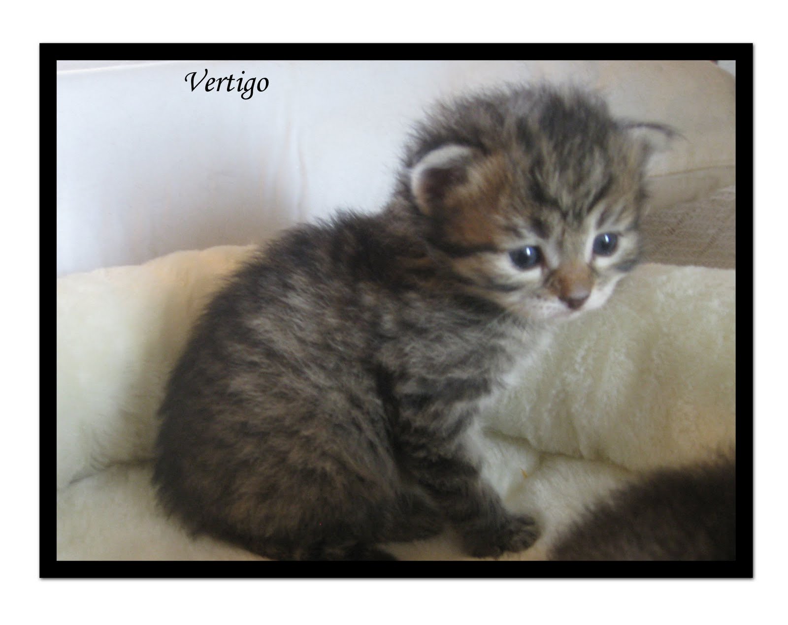 Prekrasne Siberian Cats: Prekrasne Vertigo