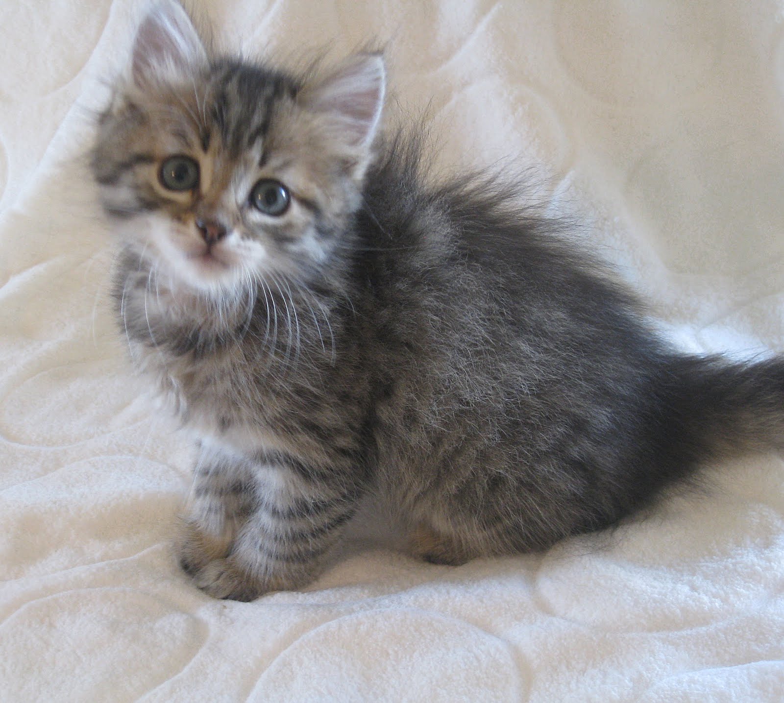 Prekrasne Siberian Cats: Vertigo is 7 weeks old