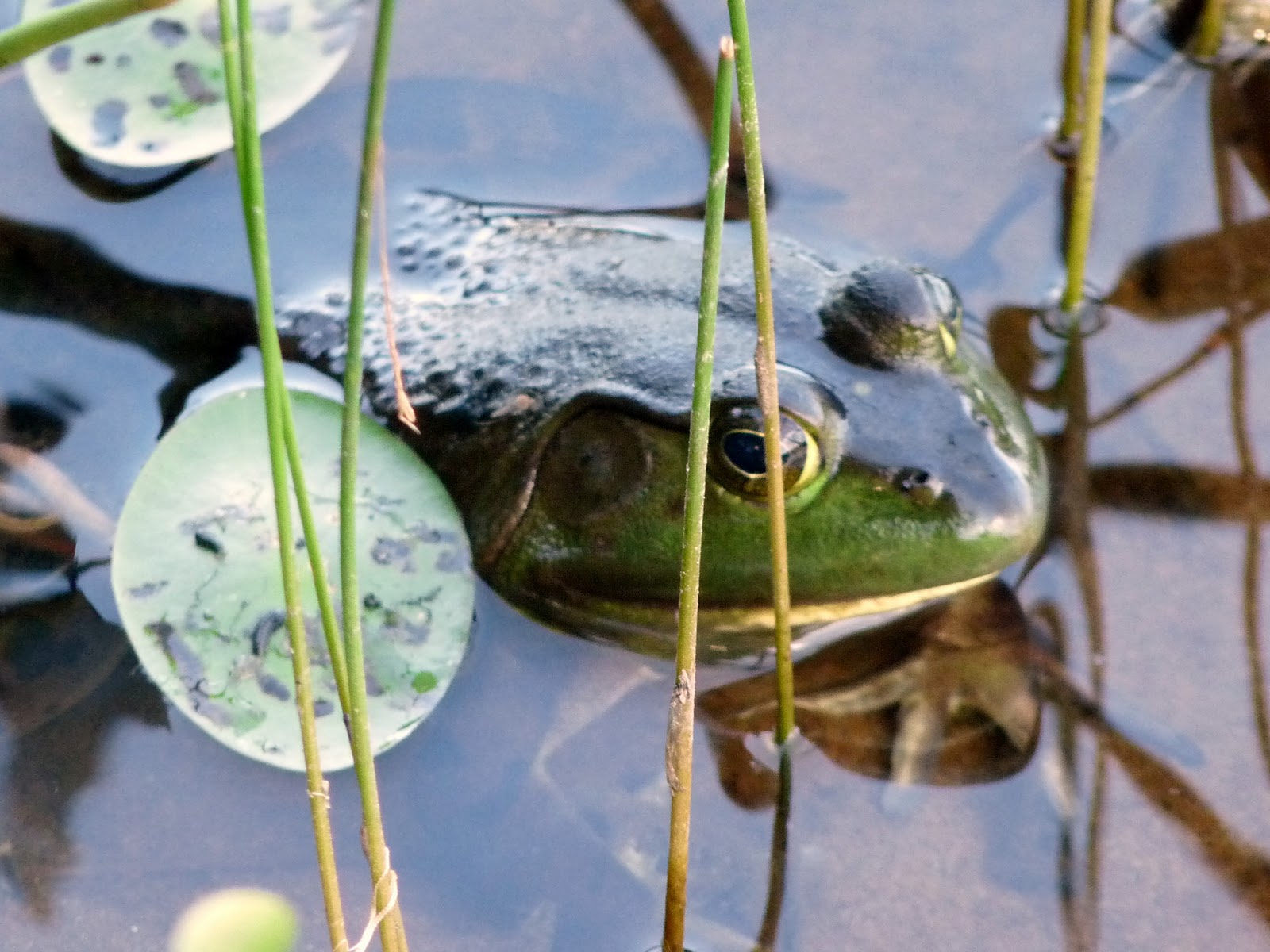 (abundant) Life with kids: Catching Frogs