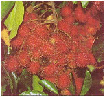 FRUTAS EXÓTICAS: O rambutão é uma fruta de origem asiática