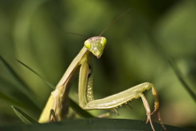 Catalin Negru: Mantis Religiosa ~Calugarita
