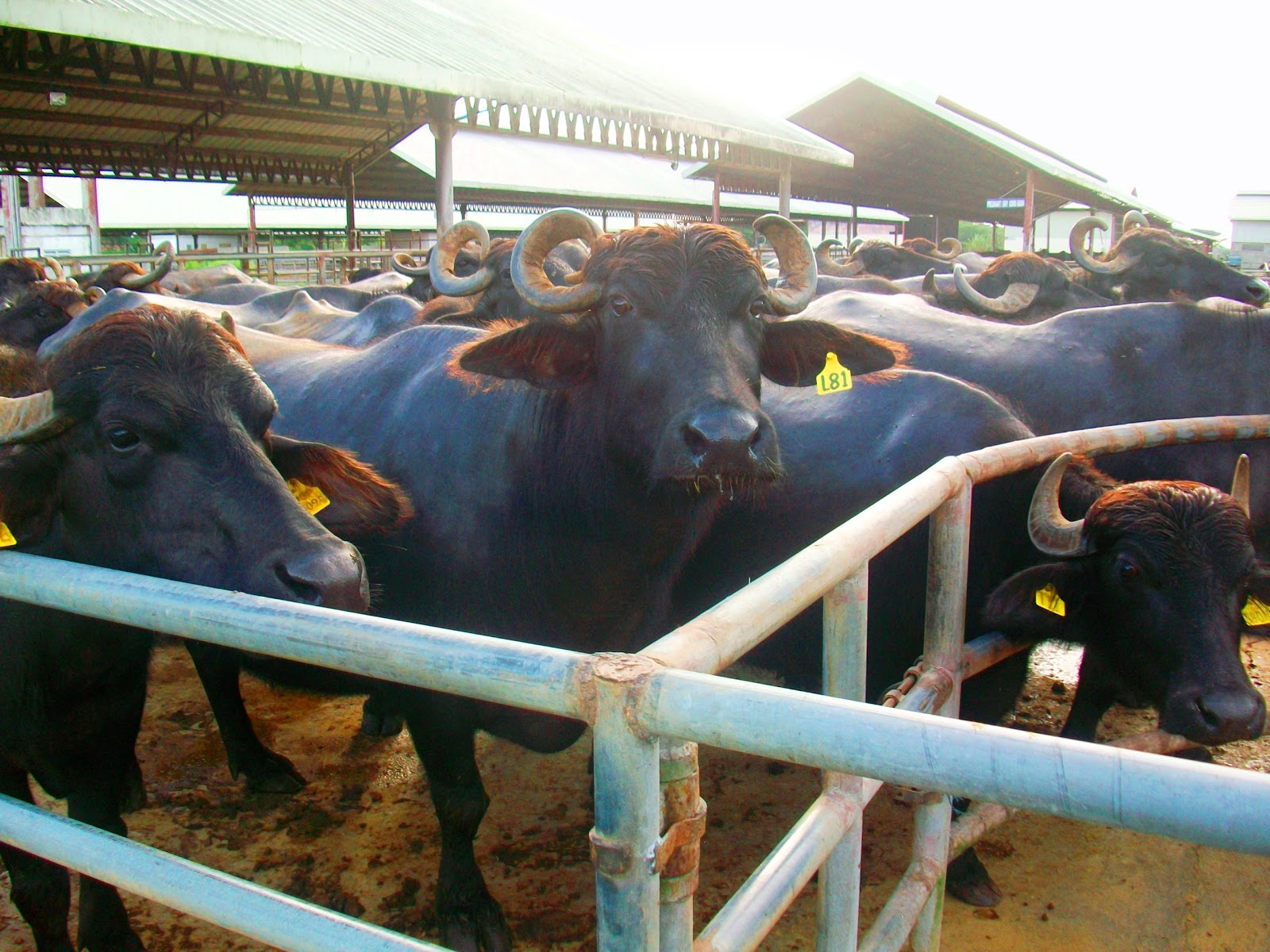 I am [Shernan]: The Philippine Carabao Center (PCC)