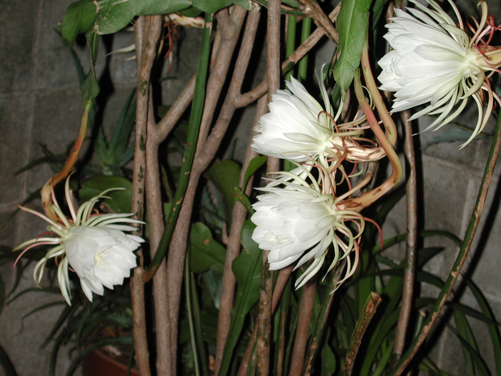 Dusty Diary: Plants that Made the News: The Night-Blooming Cereus