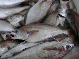 Peixes do Atlântico: Trisopterus luscus. Faneca.