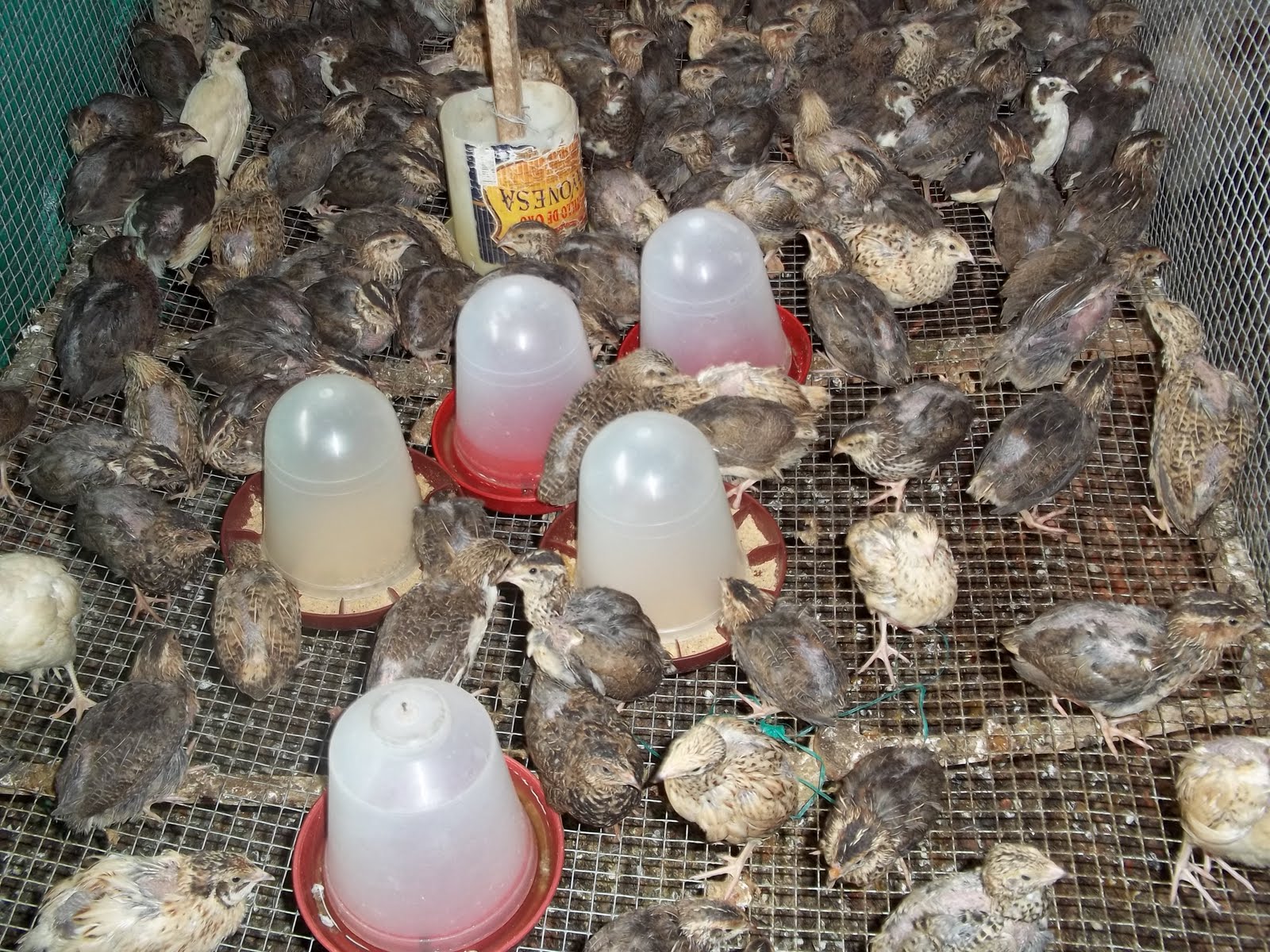 coturnicultura: anatomía de las codornices