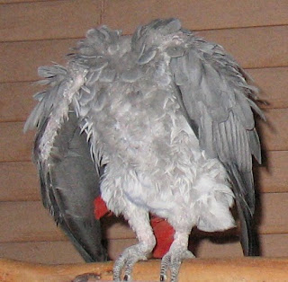 Parrot Musings: How to teach your bird not to bite