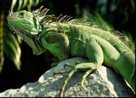 A Nook for Books: Pacazo by Roy Kesey