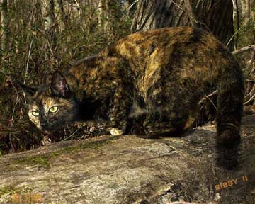 Winkie's Kitty Cat Blog: "Some Of The Cute and Crazy Kitty Cats of "The ...