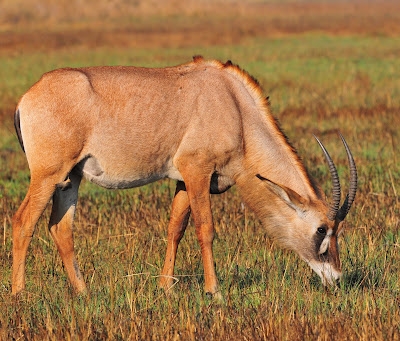 One more time with feeling: No doors or mirrors required