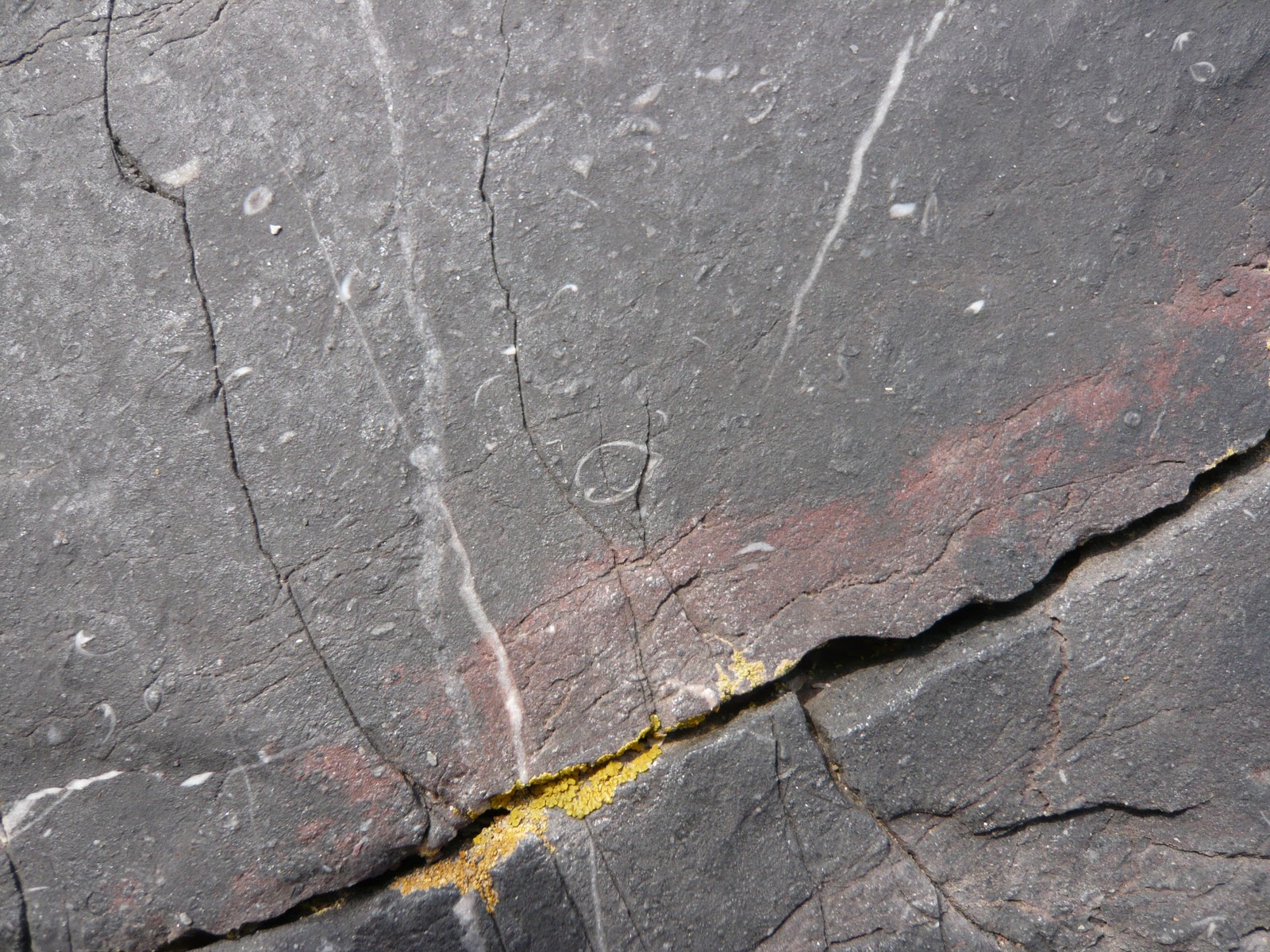 part-time Naturalist: Dartmoor Study Tour: Torquay / Torbay beach survey