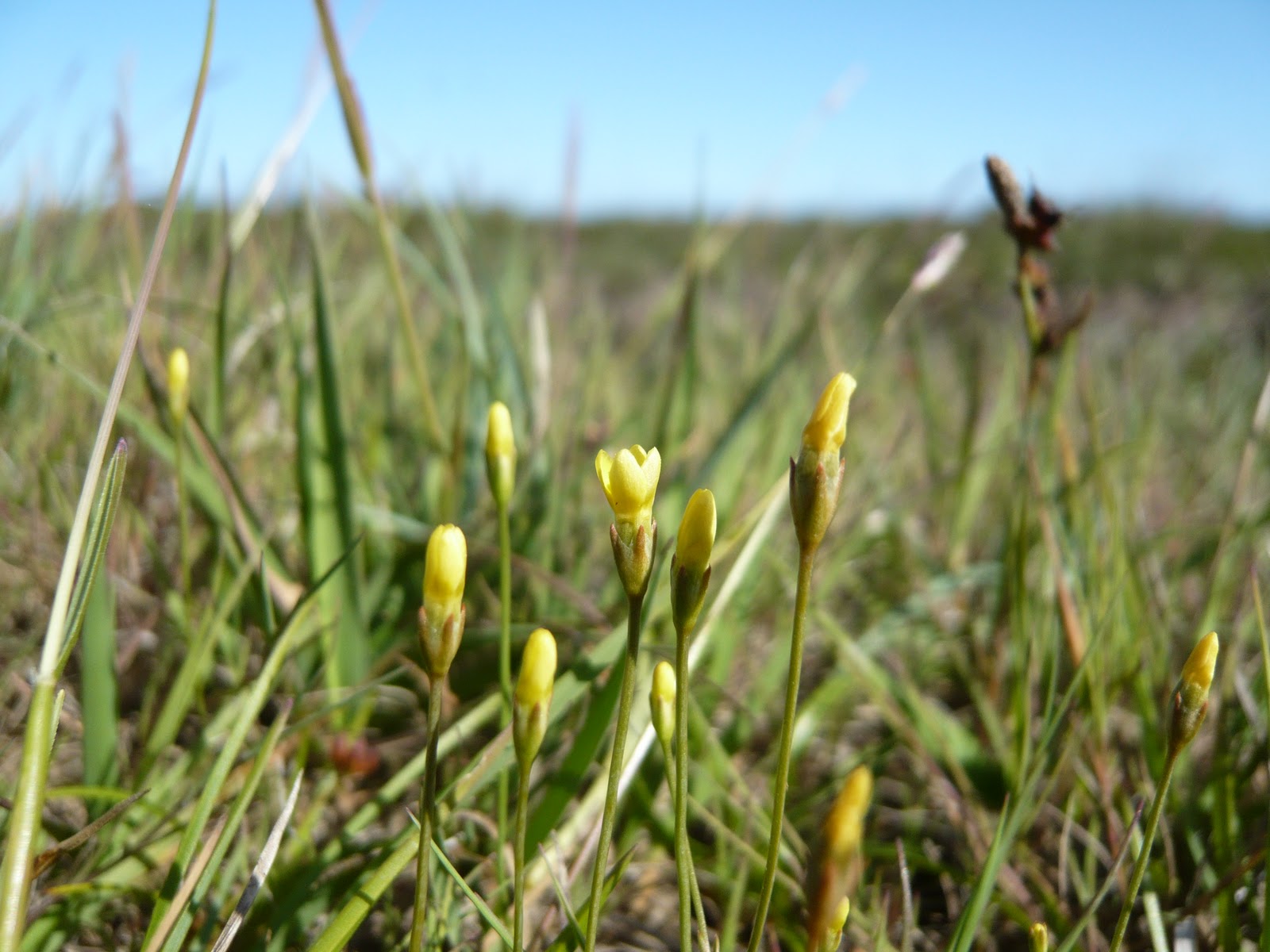 part-time Naturalist: June 2009