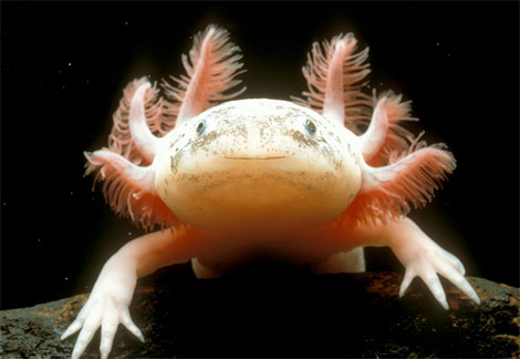 México de Colores: Axolotl, simpatico anfibio oriundo de Xochimilco en ...
