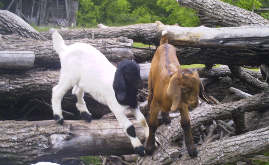 Goats in the Garden: Meet the New Kids