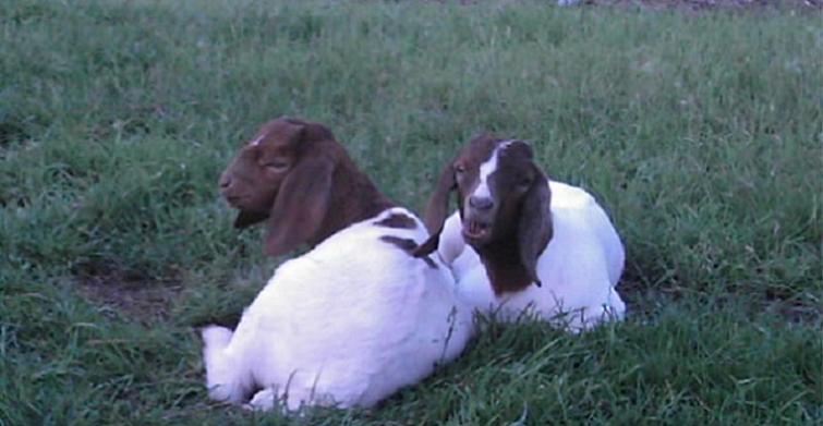 Goats in the Garden: Some Rather Random Goat Tips