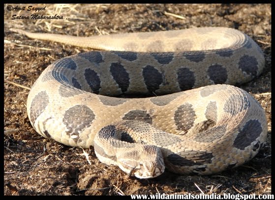 Wild Animals Of India: Russell's viper