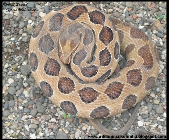 Wild Animals Of India: Russell's viper