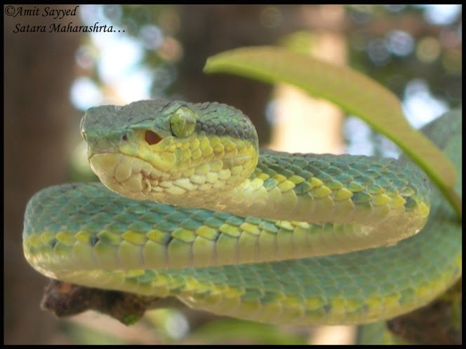 Wild Animals Of India: Bamboo pit viper