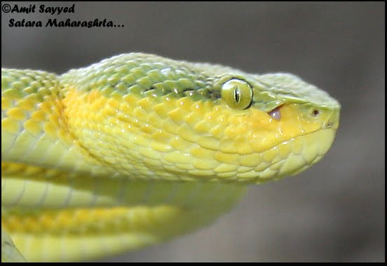 Wild Animals Of India: Bamboo pit viper