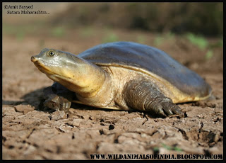 Wild Animals Of India: Indian Flap-shelled Turtle