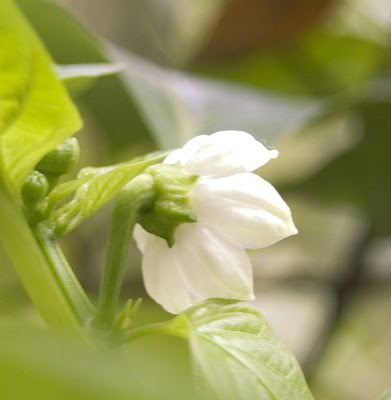 Cameron Highlands Greens: Capsicum