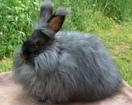 Akuarium Sri Nanding. (aquatics-101): Angora rabbit for sale. (LAST ONE)
