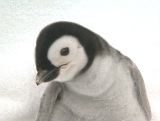 The Search For Paul Penguin: Seaworld San Diego's Baby Penguin