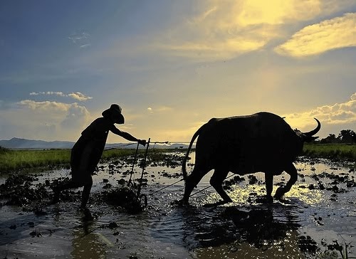 markjan: WALANG PANGINOON ni Deogracias Rosario