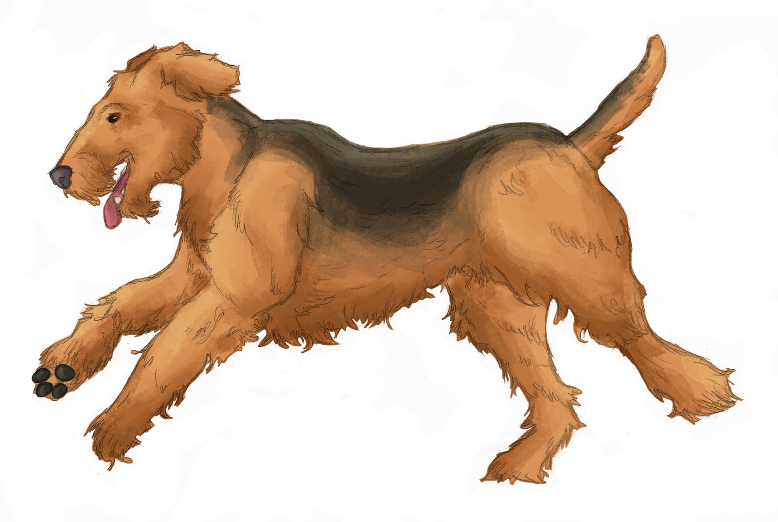 Kristen Acampora Illustration: Welsh Terrier.