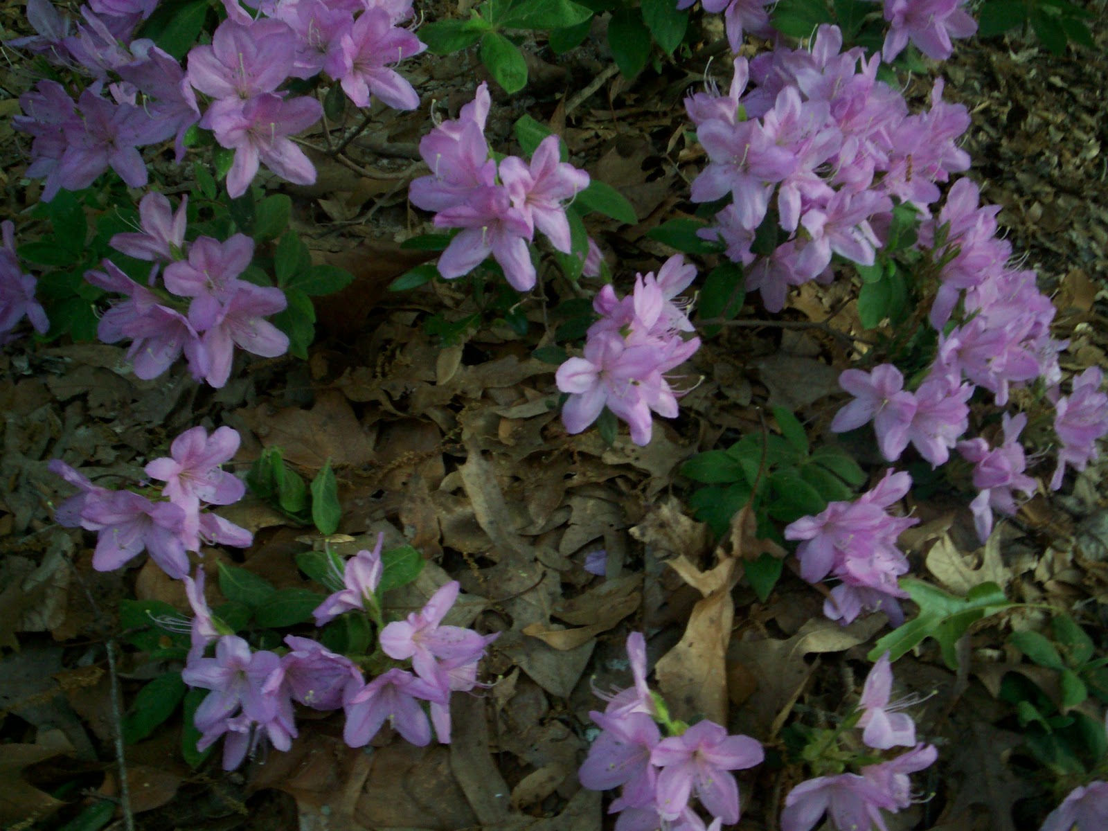A Garden in Southwest Georgia: Azaleas