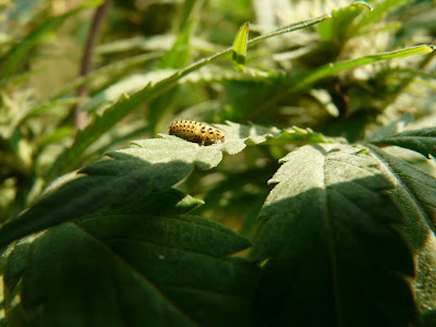 PC Grow Marihuana: Marijuana Photos Imagenes Weed