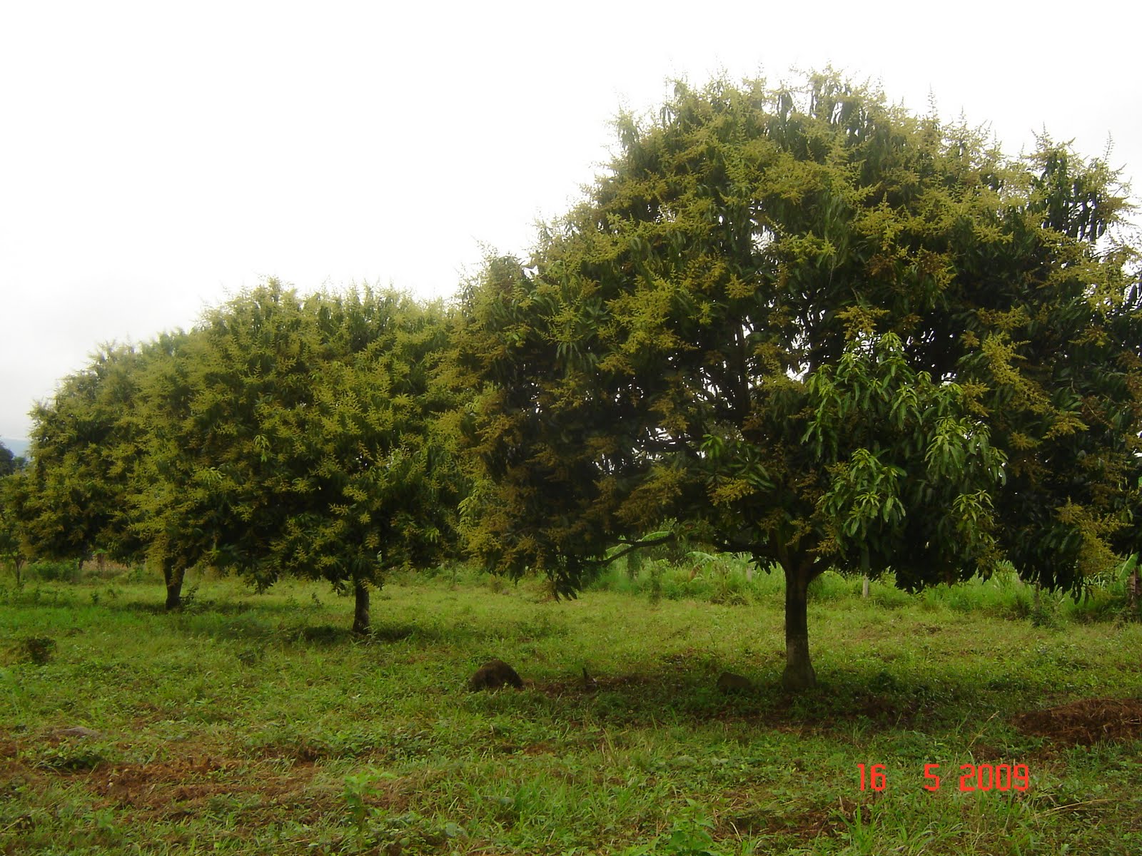 Filipino Mango Tree