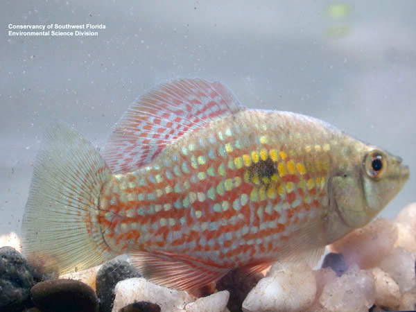 Jordanella Floridae American Flagfish ~ Tropical Fish Gallery