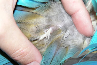 Bird Diseases