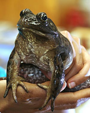 American Bullfrog Pictures: Funny Bullfrog Photos ~ Animal Pictures Gallery