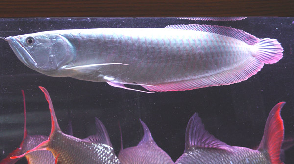 Silver Arowana, arowana species from amazon basin ~ Tropical Fish Gallery
