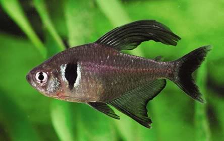 Black Phantom Tetra ~ Tropical Fish Gallery