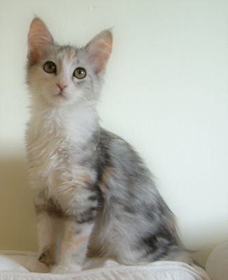 Top Cat Breeds: Turkish Angora with blue and amber eyes