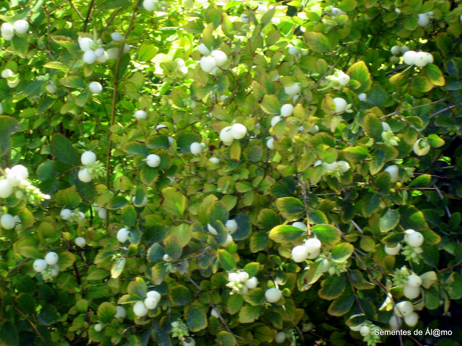 Sementes de Álamo: Camarinheira