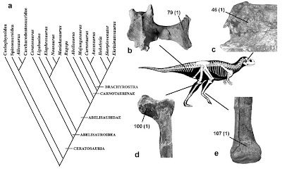 Ornithodira Blog: Skorpiovenator bustingorryi gen. et sp. nov. a nově ...