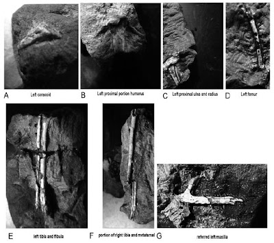 pan-Aves: Faxinalipterus minima gen. et sp. nov. - nejstarší a ...