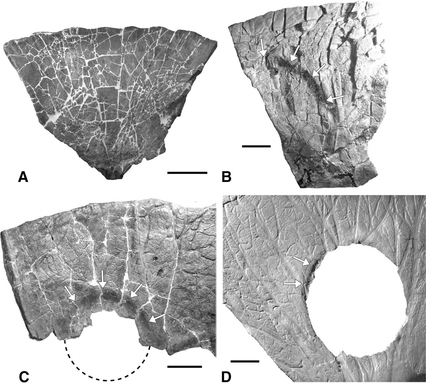 pan-Aves: Torosaurus = Nedoceratops = Triceratops: Quo vadis ...